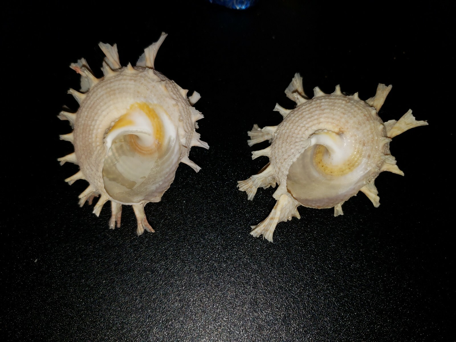 Rare: Bolma girgyllus - Girgyllus star snail - 3 PCS (Approx. 3" or ...
