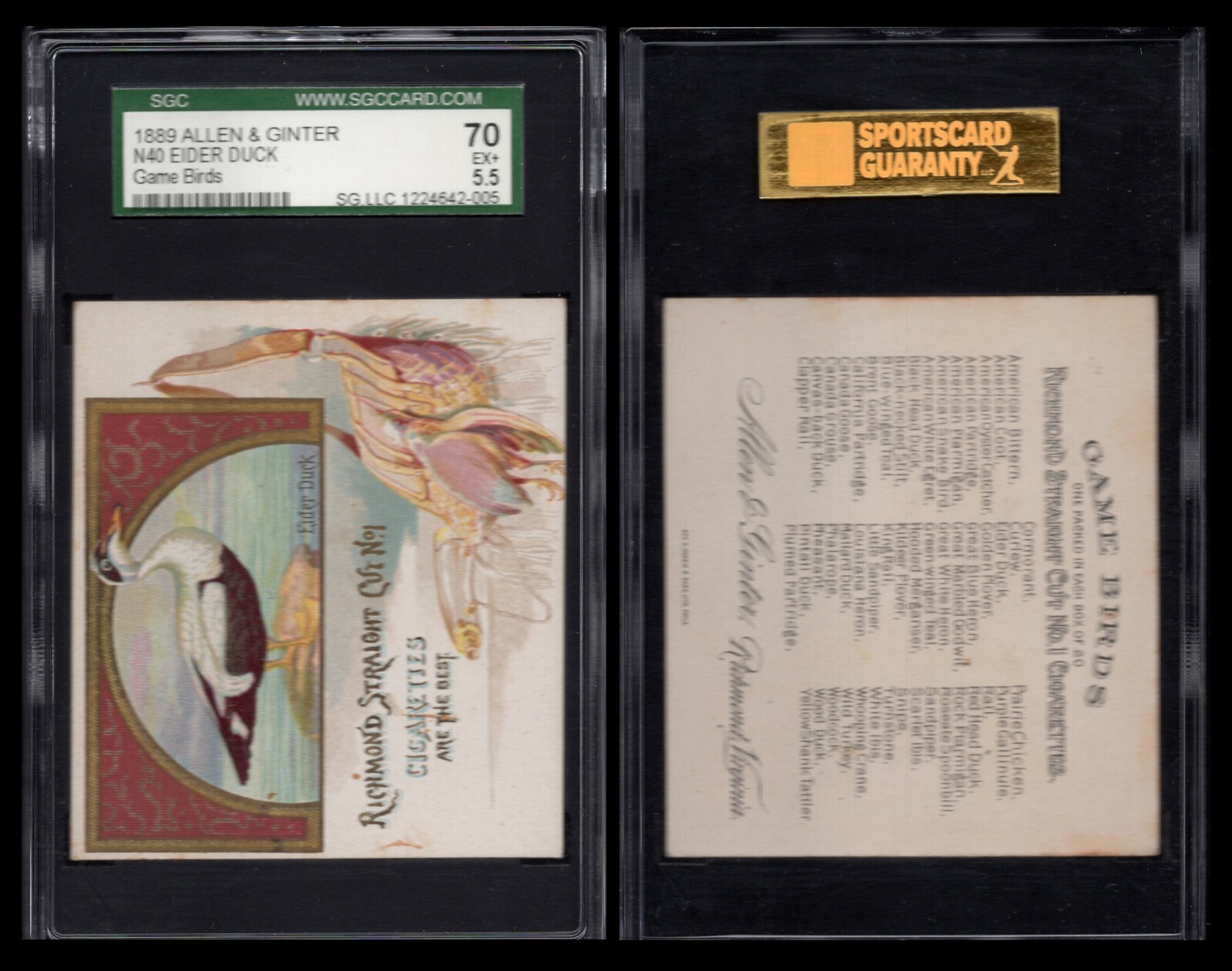 1888 N40 ALLEN & GINTER GAME BIRDS " EIDER DUCK " SGC 70/5.5 2420 | eBay