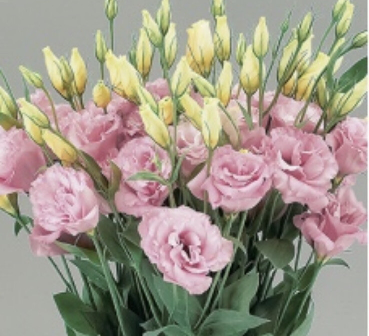 LISIANTHUS EUSTOMA -FLORIDA PINK - LARGE DOUBLE FlOWER- 5 SEEDS - F1 ...