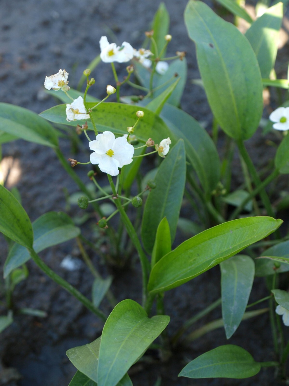 Bareroot | Sagittaria rigida | Sessilefruit Arrowhead | Water Garden | eBay