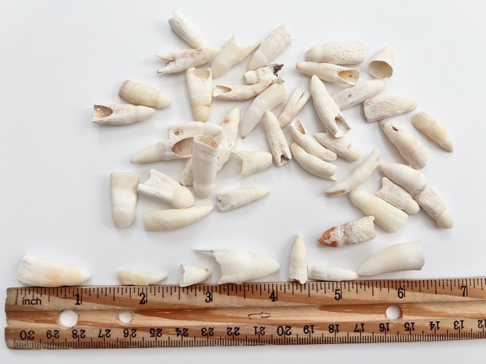 10PC Alligator Teeth for Making Gator Teeth Necklace, Real Alligator ...