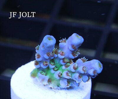 JF JOLT (#2) | eBay