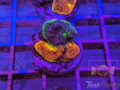 WWC Jelly Bean Rainbow Chalice Split WYSIWYG CA5 ~Live Coral Frag ...
