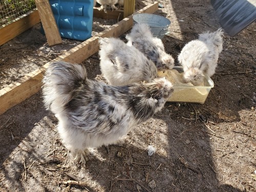 4 VERY RARE SPLASH SILKIE- Bantam HATCHING CHICKEN EGGS | eBay