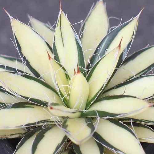5CM Succulent Agave Plant Agave Filifera V.Compacta Yellow Variegated ...