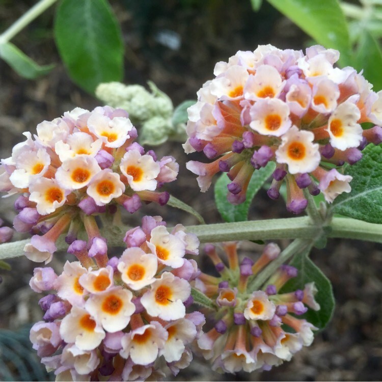 BUDDLEJA MOONLIGHT PLANT SHRUB YELLOW ORANGE MAUVE FLOWERS BUTTERFLY ...