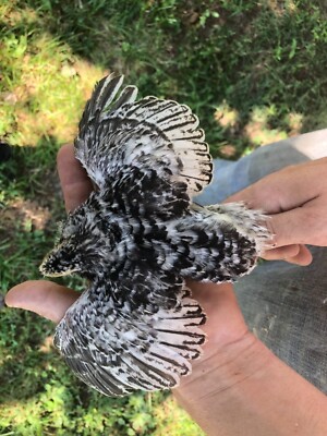 230+ RARE Mix Coturnix Quail Hatching Eggs By Myshire! 7+ colors!!!! | eBay