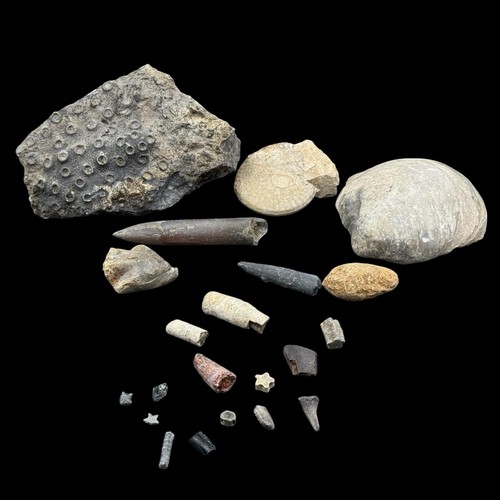 1kg british jurassic fossil mix – 21 x genuine fossils from dorset ...