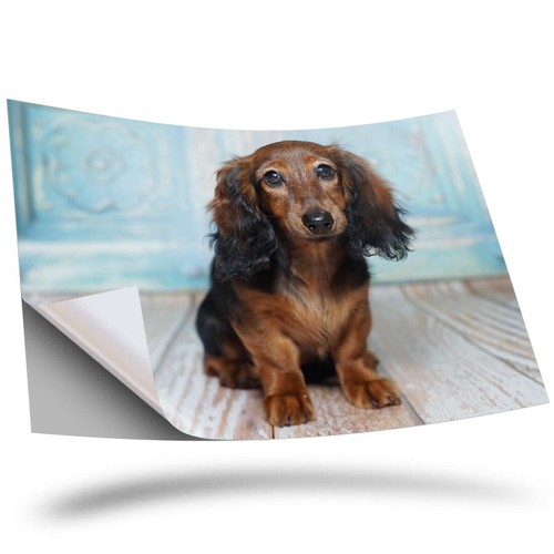 1 x Vinyl Sticker A2 - Brown Long Haired Dachshund Dog #16325 | eBay