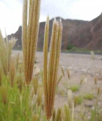 100 Feather Finger Grass Seeds for Planting - Chloris virgata ...