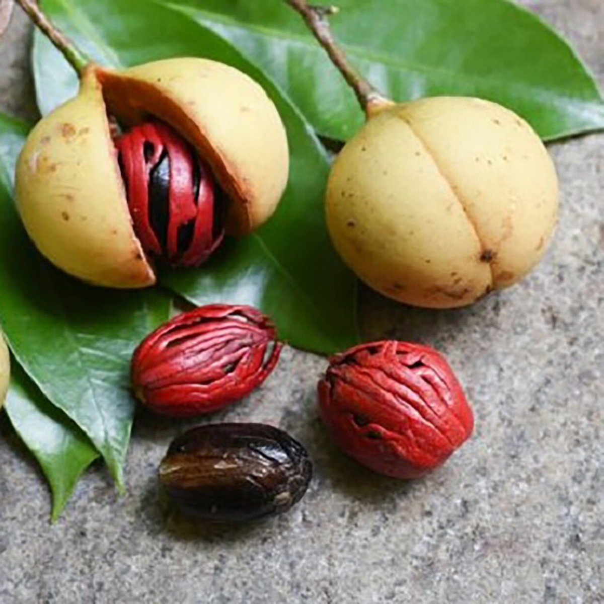 Nutmeg Fruit