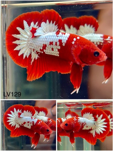 Male Betta Live Fish - Red Fancy Star Tail HMPK - LV129 - High Quality ...