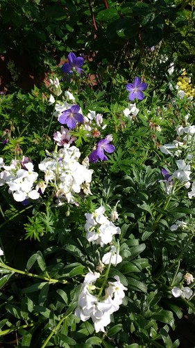 Matthiola perennial stock 'Pillow Talk'.very frag pure white flowers x ...