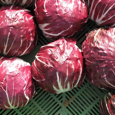 CHICORY Red Ball 205+ seeds Grow VEGETABLES garden Autumn Winter Spring ...