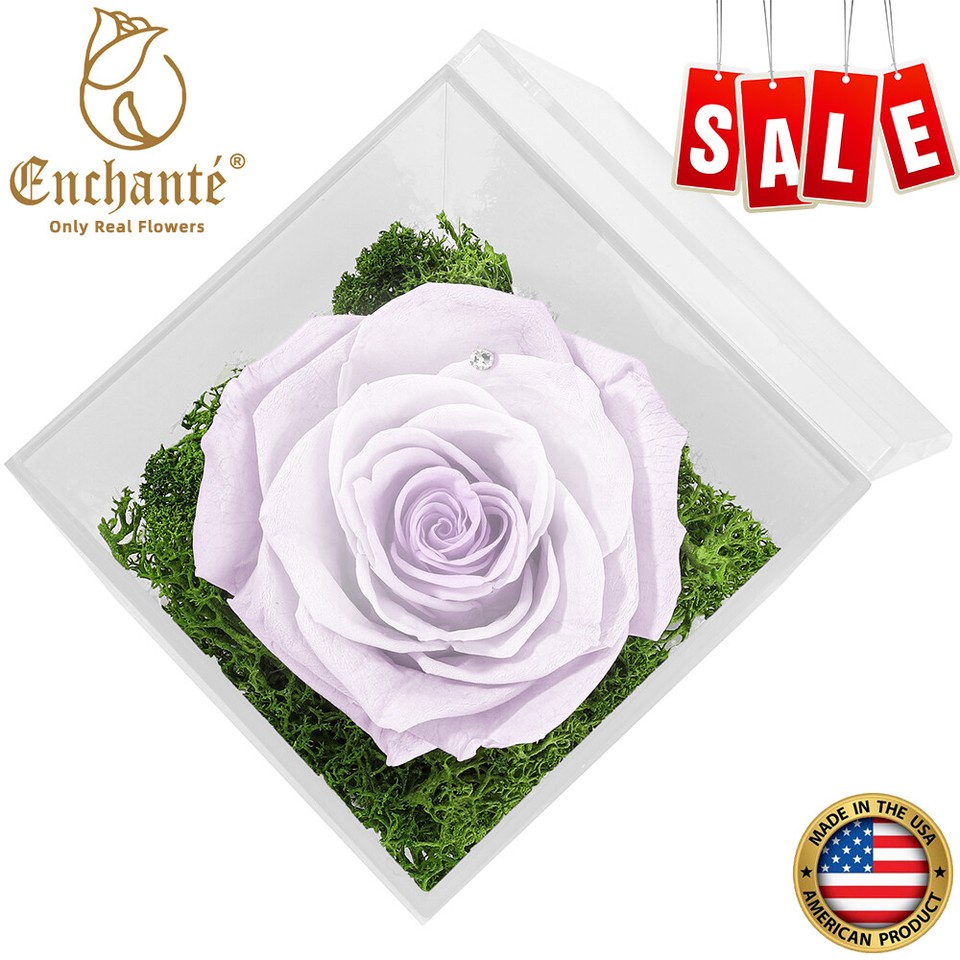 REAL Preserved Eternity Forever Rose Ring Box Proposal Valentine's Day ...