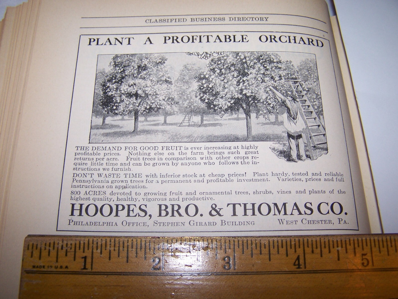 1914 HOOPES BRO & THOMAS CO ORCHARD Printed Ad WEST CHESTER ...