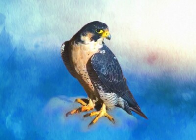 Falcon PREMIUM POSTER FILM PRINT HIGH QUALITY Thick paper | eBay Australia