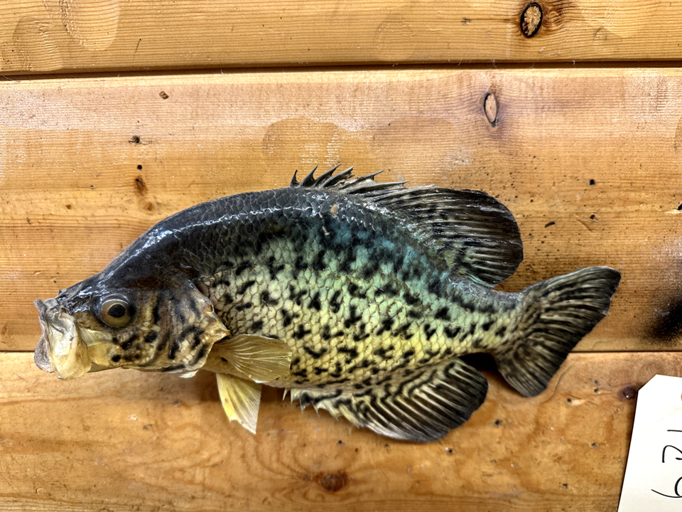 Real Skin Mount Crappie Panfish Bluegill Perch Bass Fish Taxidermy FC9 ...