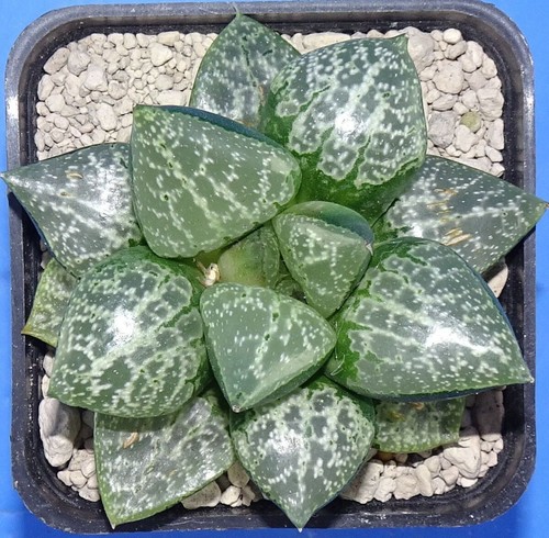 HW207 Haworthia 'AMAZONESS' Renny Wong hybrid, Phyto available | eBay