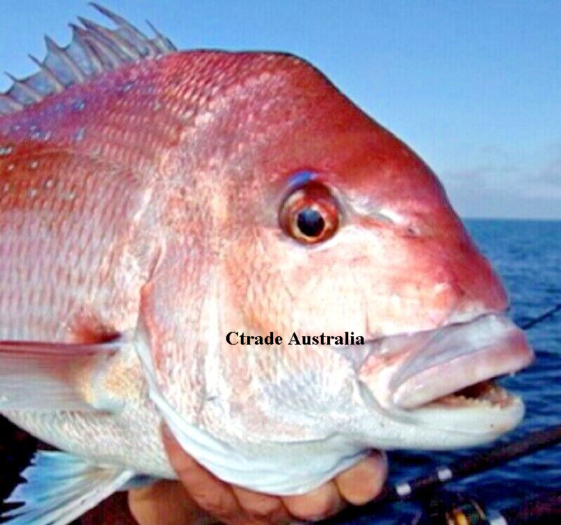 10 x Ctrade Australia Snapper Rigs Reef Fishing Rigs 4/0 60lb | eBay