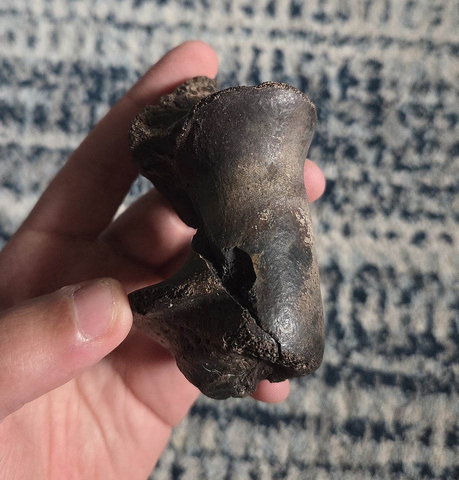 Rare Panthera Atrox Humerus End Carnivore Mammal Fossil Ice Age Of ...