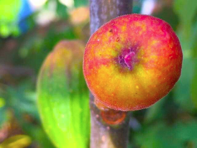 RARE - RED edible*- figs , hardy variety - 3 fresh cuttings | eBay