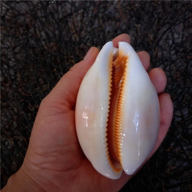 Large Natural Polished Golden Cowrie Seashell Rare Real Aquarium Decor ...