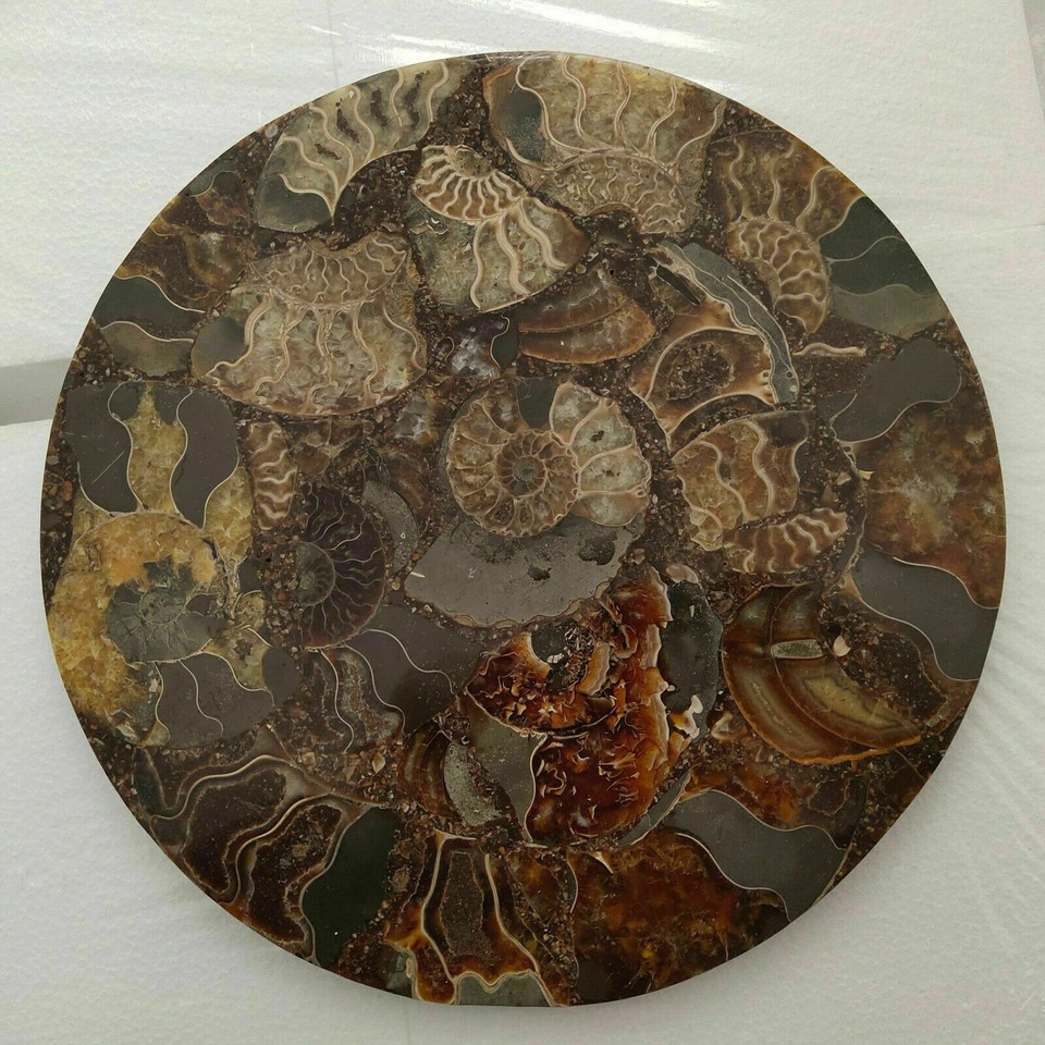 Top!Natural Ammonite Disc quartz crystal Fossil Conch Specimen Healing ...