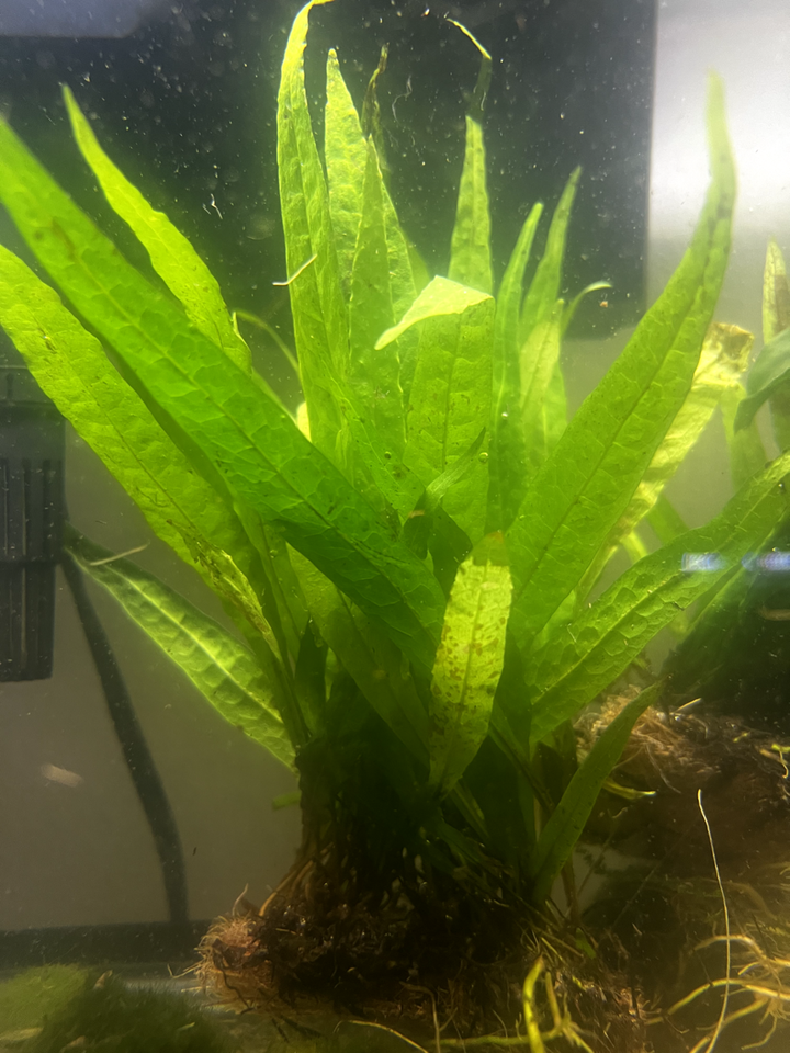 BUY 2 GET 1 FREE Java Fern Mat (Microsorum) on Coconut Mat Live ...