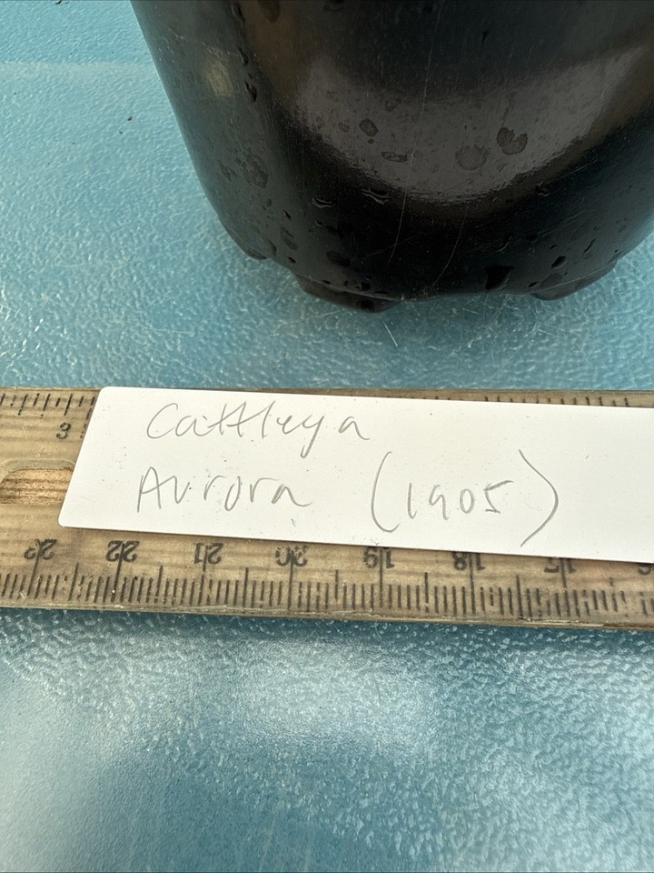 Cattleya Aurora 1905 (dowiana X luteola) Fragrant Yellow Red Orchid 4.5” Pot | eBay