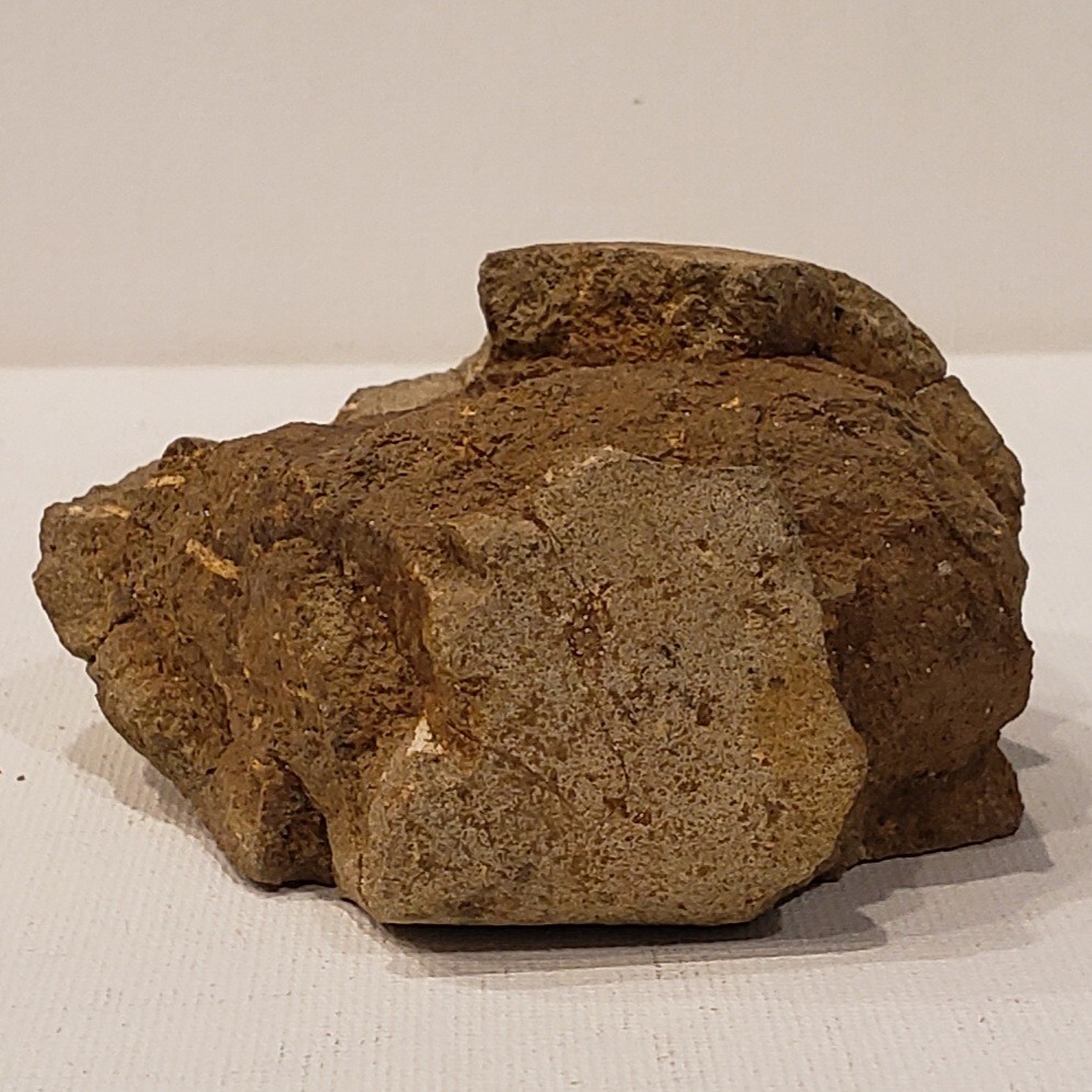 Prehistoric Fossilized California Avocado | eBay