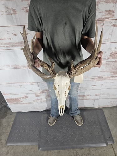 Farm 13 Point Whitetail Deer Antler Rack Horn Skull European Mount Man ...