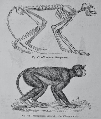 Prehistoric Animal MESOPITHECUS Original Print by Figuier c1891 | eBay