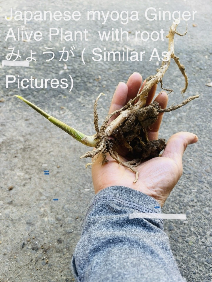 01 Japanese myoga Ginger Alive Plant with root みょうが ( Similar As ...