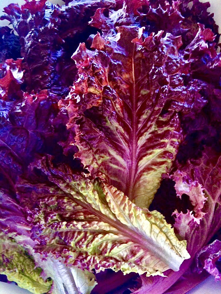 200 Lolla Rossa Lettuce Seeds||RED|organic|NON-GMO| Vegetable Garden ...