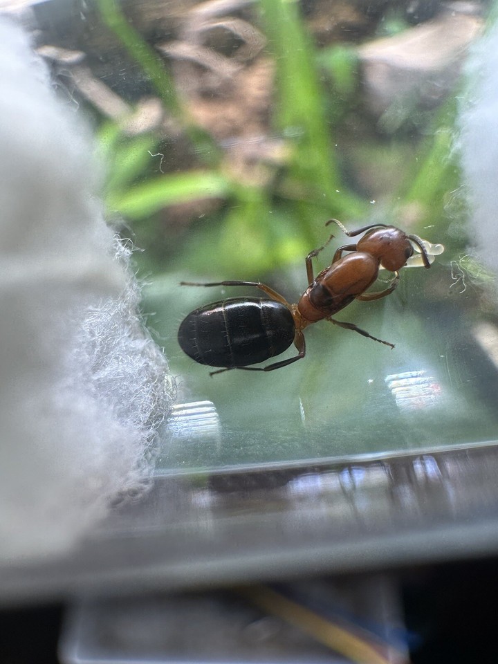 Queen Ant - Camponotus decipiens Feeder Insect For Reptile Feeding Only ...