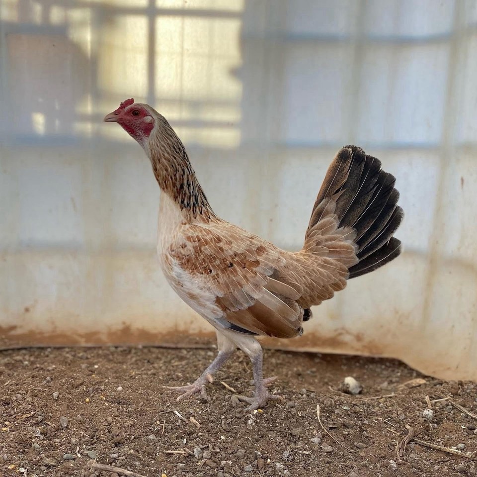 Blue Legged grey Pullet Egg Hatching Gamefowl | eBay