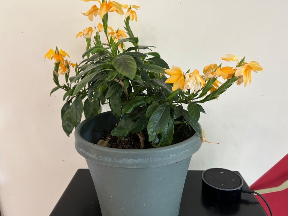 Crossandra PLANT - YELLOW SPLASH - BLOOM / GROWING IN 8" POT | eBay