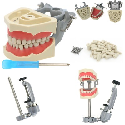 US Columbia Dentoform 860 Type Typodont 32 Removable Teeth Teaching ...