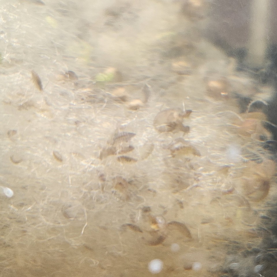 Live Freshwater Gammarus Shrimp, Freshwater Scuds, Live Fish Food ...