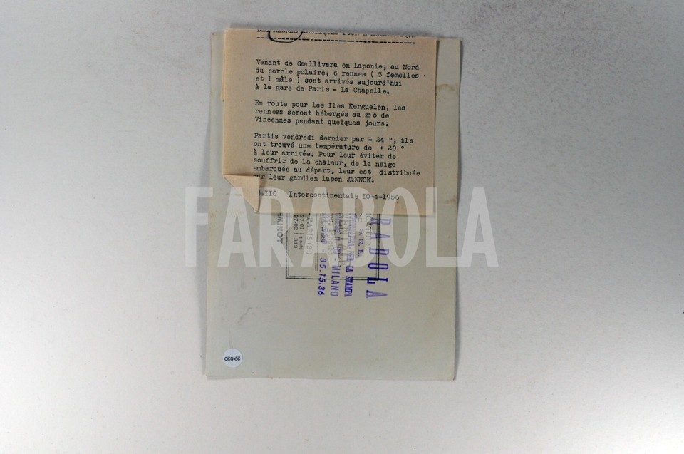 Vintage Press Photo Wild Animals Siberian Reindeer Print 12x20 Cm | eBay UK