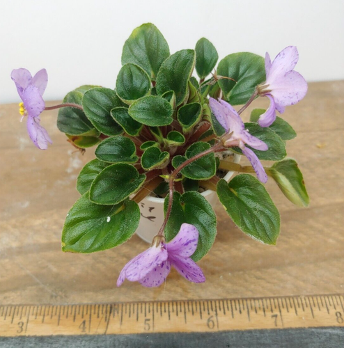 African Violet Plant -- Winnie The Pooh ~Clackamas/ fantasy ~ blooming ...