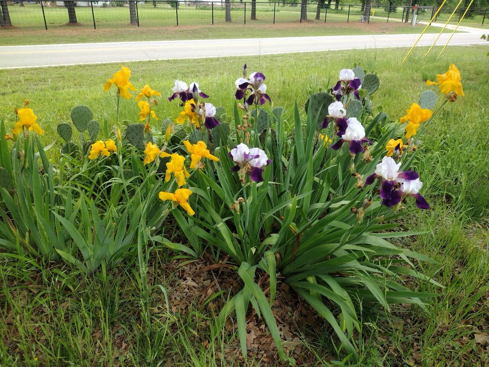 10 Iris Fresh Bearded Iris Rhizomes Mixed Varieties | eBay