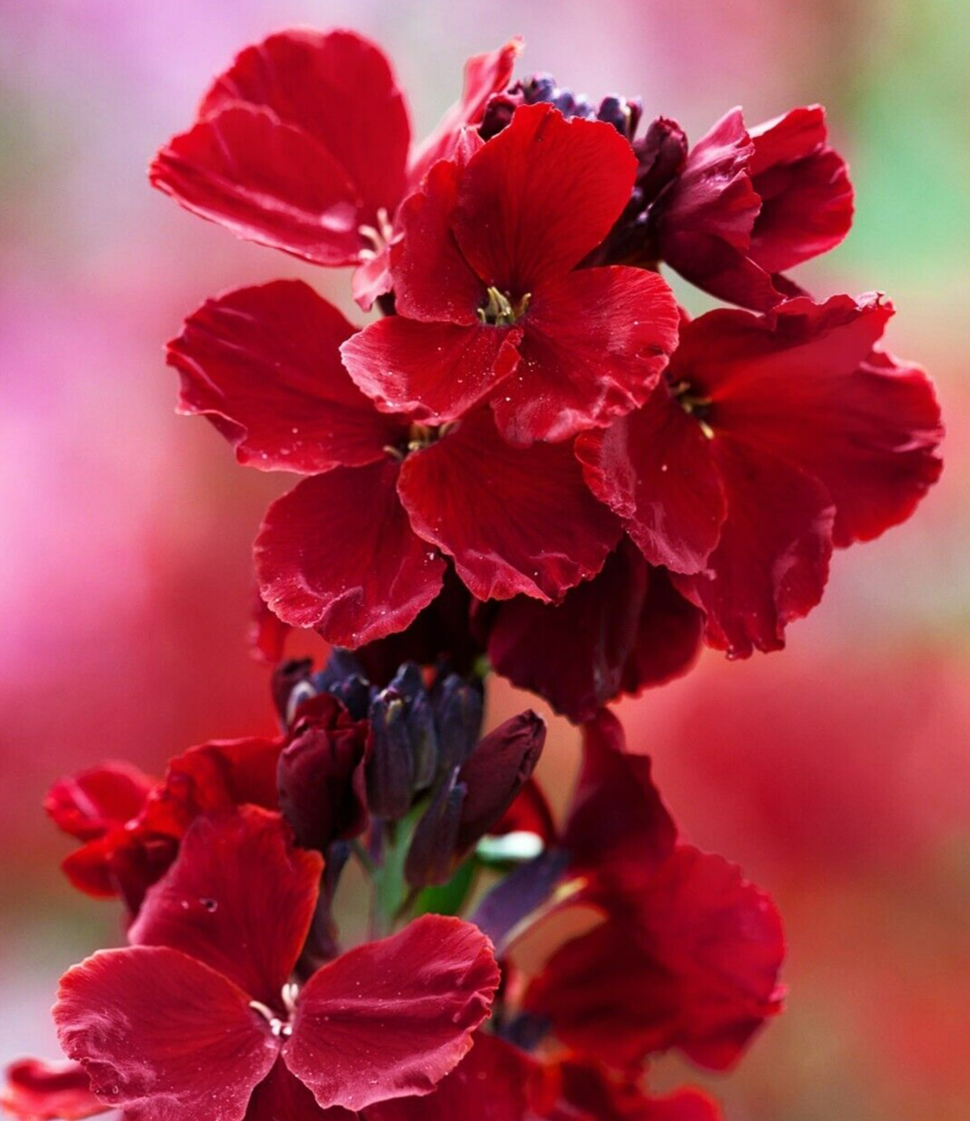 25 Ruby Gem Wallflower Seeds | eBay UK
