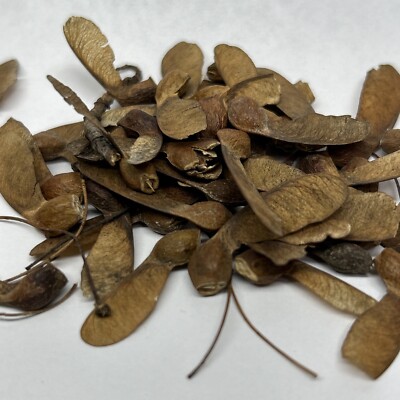 Sugar Maple Bonsai Tree Seed Pack Acer Saccharum | eBay