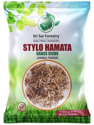 Stylo Hameta Grass Seebs for Fodder and Garden (Stylosanthes hamata ...