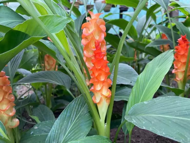 ROSCOEANA Curcuma / Jewel of Burma (Hidden Ginger) - US Seller | eBay