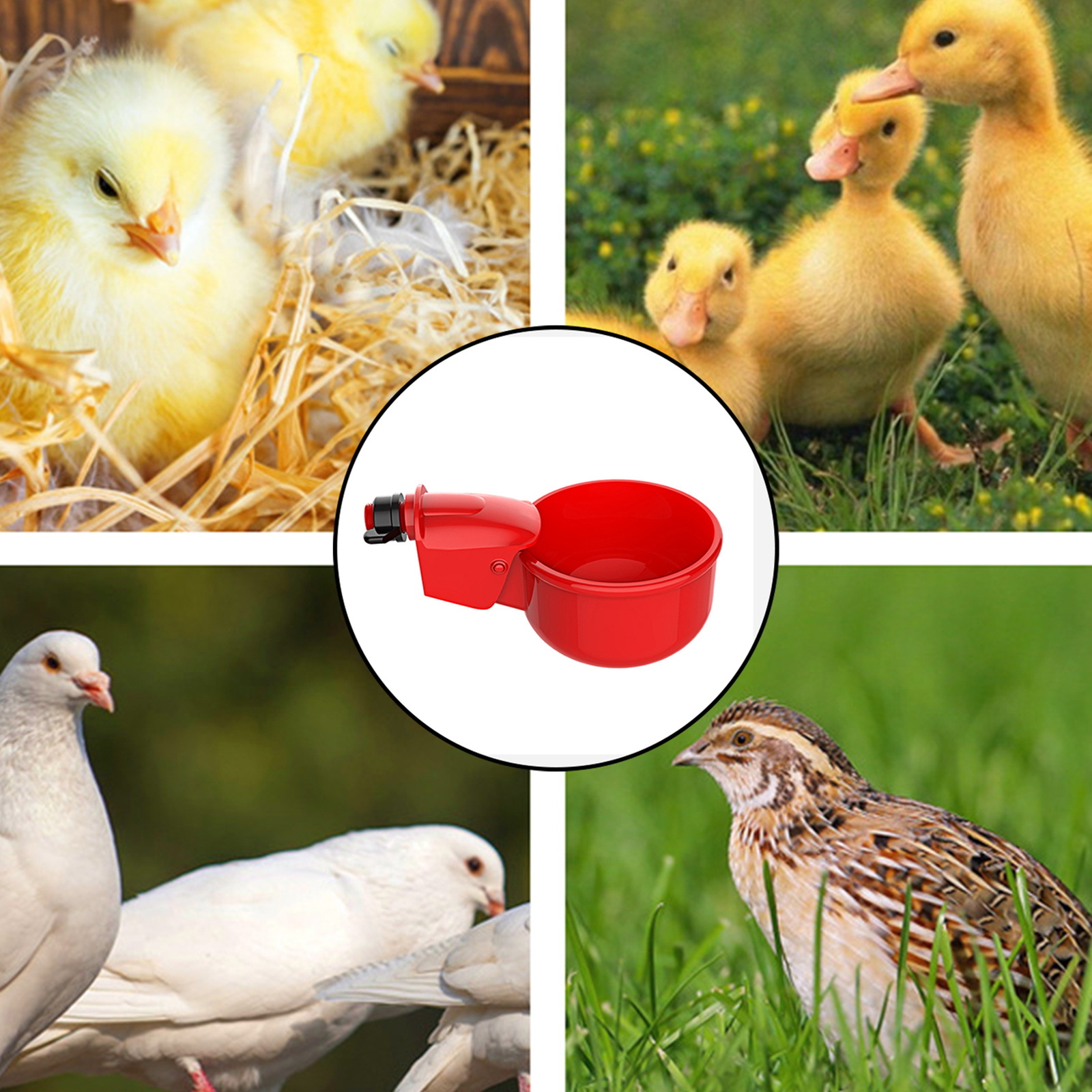 2pcs Chicken Drinking Cup Automatic Water Dispensing Drinking Chicks ...