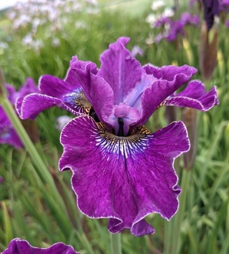 Iris 'Sibirica Mix' x5 healthy plug plants | eBay UK