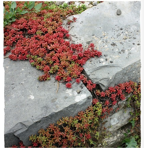 10x Sedum Album Coral Carpet Cuttings Unrooted Stonecrop Red Green ...